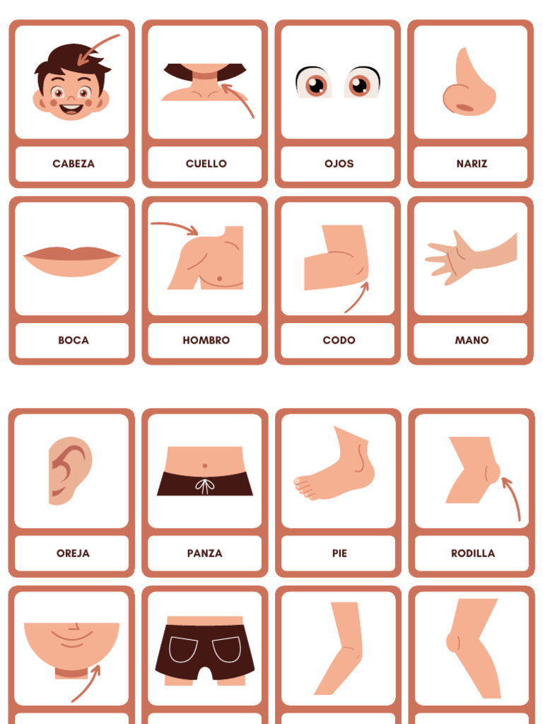 Partes del Cuerpo Humano | PDF