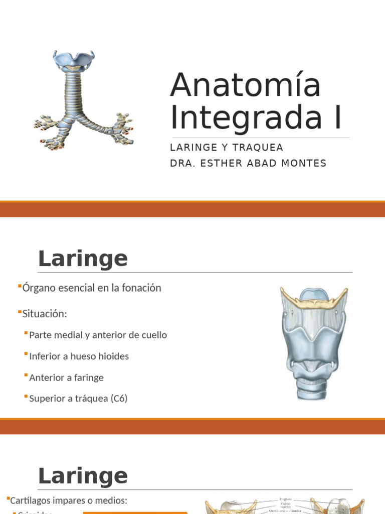 Anatomía de Laringe y Tráquea | PDF | Laringe | Cabeza y cuello humanos