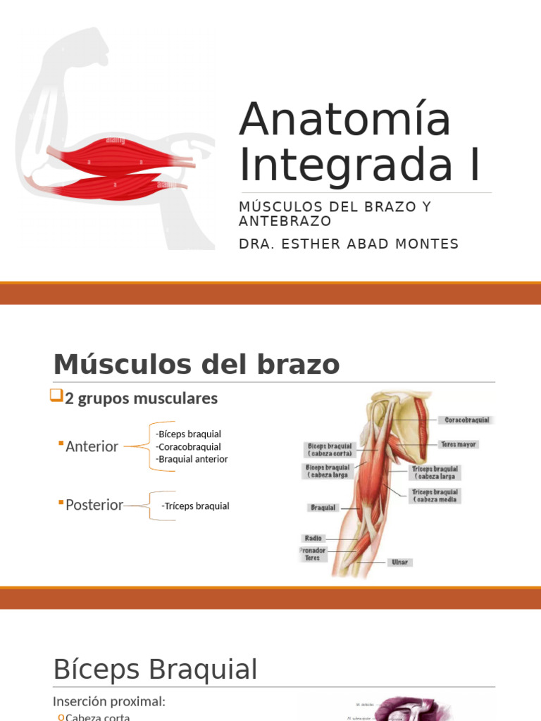 Músculos del Brazo y Antebrazo: Anatomía | PDF | Extremidades (anatomía ...