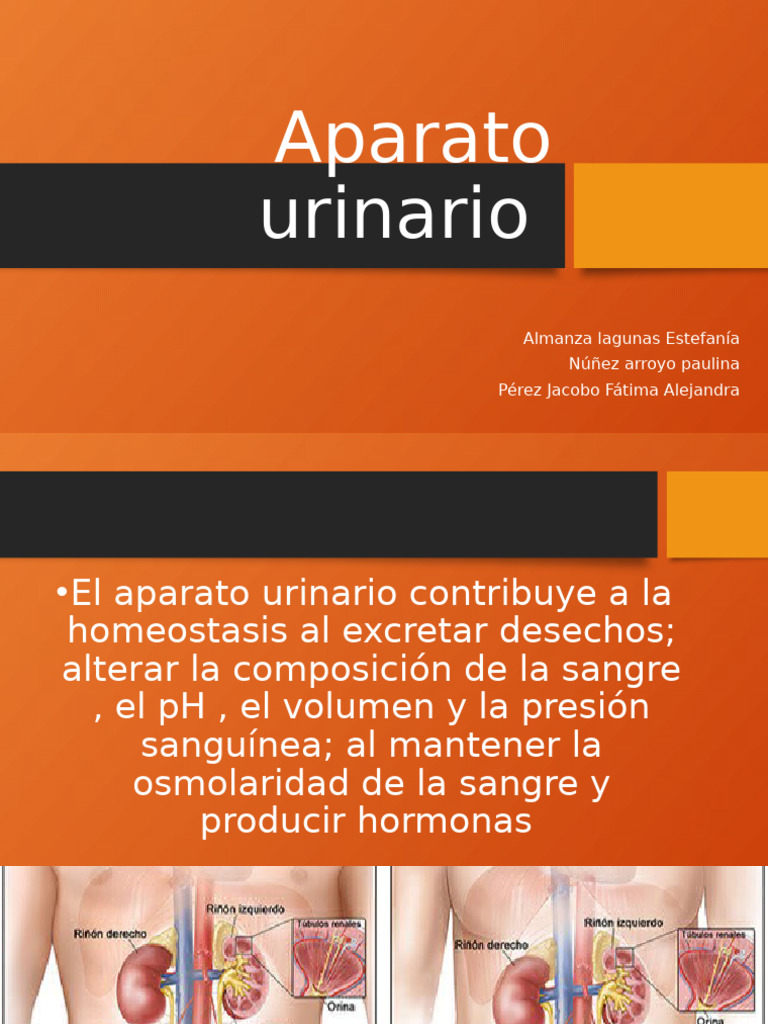 Aparato Urinario | PDF | Riñón | Sistema urinario