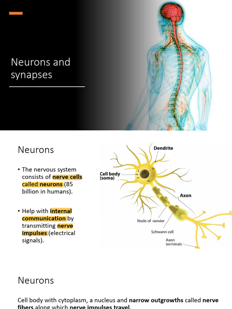 Neurons and synapses | PDF | Chemical Synapse | Action Potential
