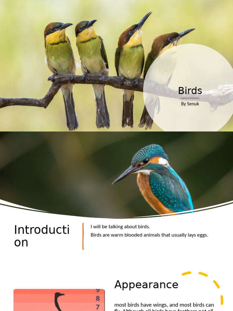 Bird Powerpoint | PDF