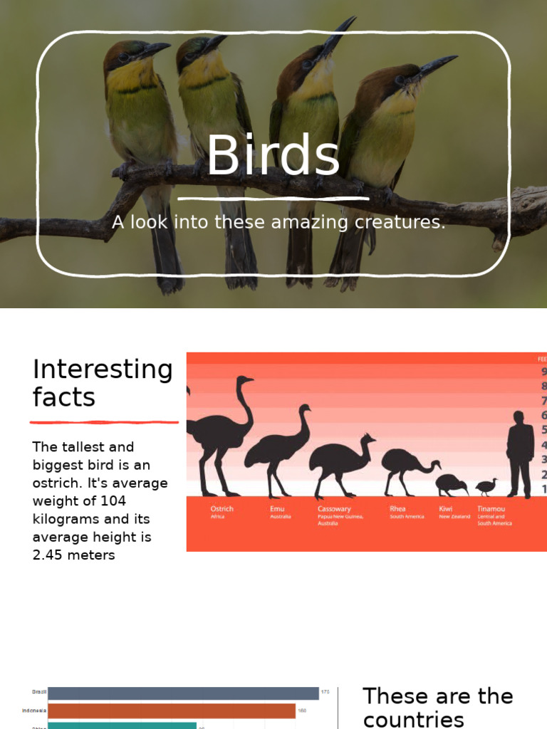 Birds Presentation | PDF