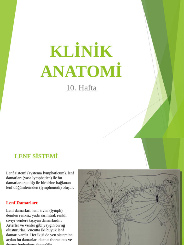 Klinik Anatomi 10.Hafta | PDF