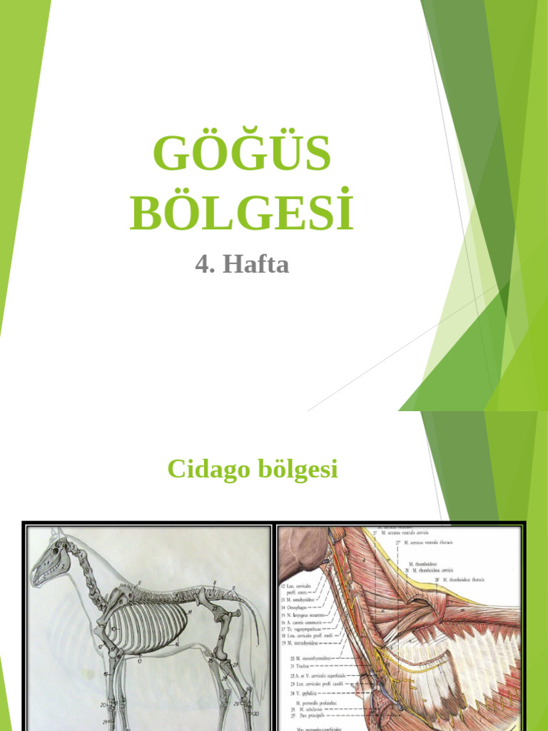 Klinik Anatomi 4. Hft. | PDF