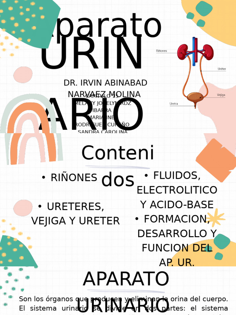 Aparato Urinario | PDF | Sistema urinario | Riñón