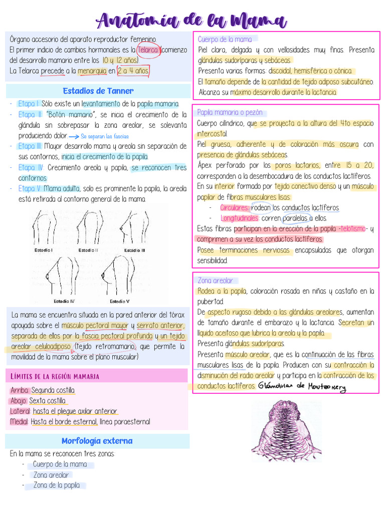 Anatomía y Función de la Mama Femenina | PDF | Pecho | Anatomía humana