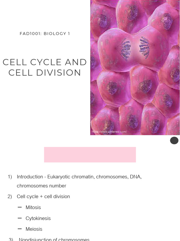 Cell Cycle and Division Overview | PDF | Ploidy | Chromosome