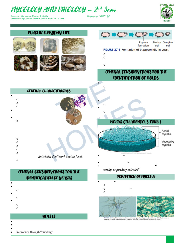 MYCO - Prelim 1 - Basic Fundamentals of Fungi | PDF | Fungus | Mold