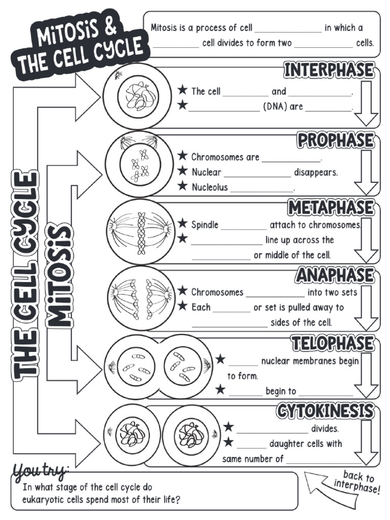 Mitosis Doodle Notes | PDF
