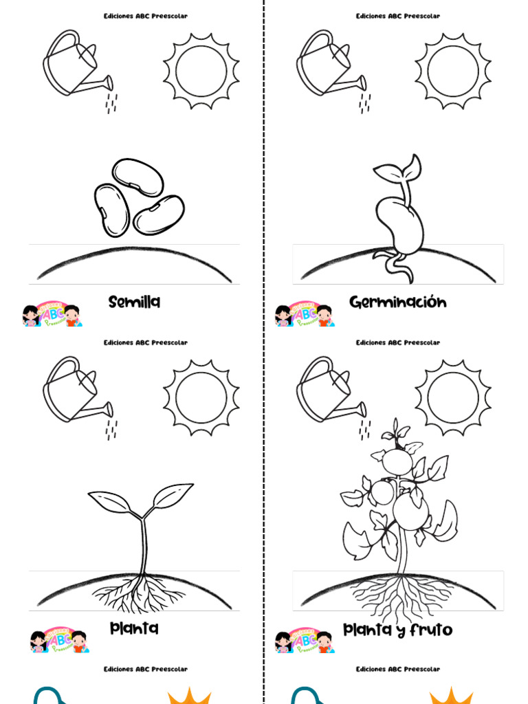 Ciclo de Vida de las Plantas Preescolar | PDF