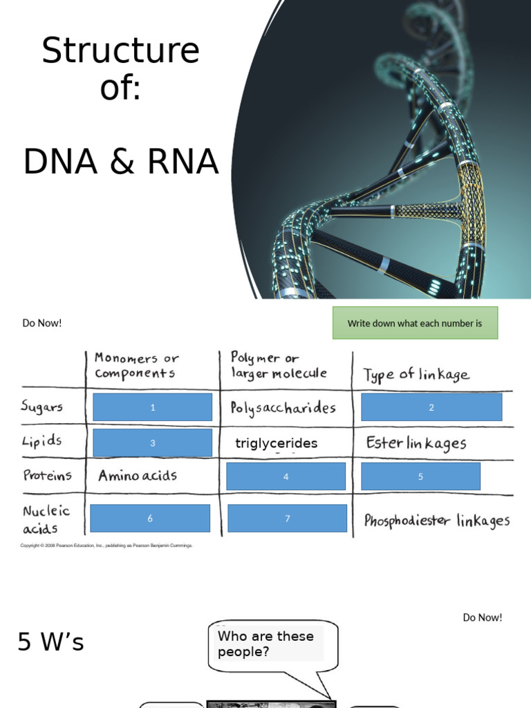 DNA Structure | PDF | Nucleotides | Rna