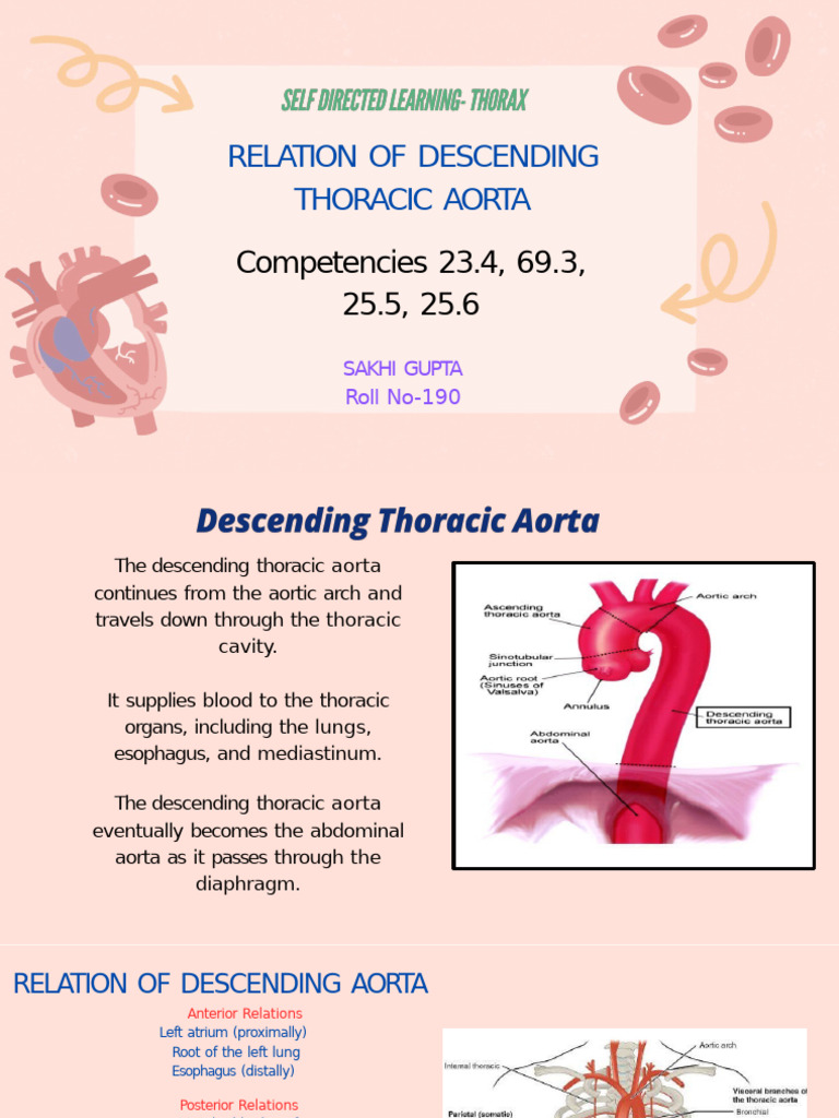 Anatomy of the Descending Thoracic Aorta | PDF
