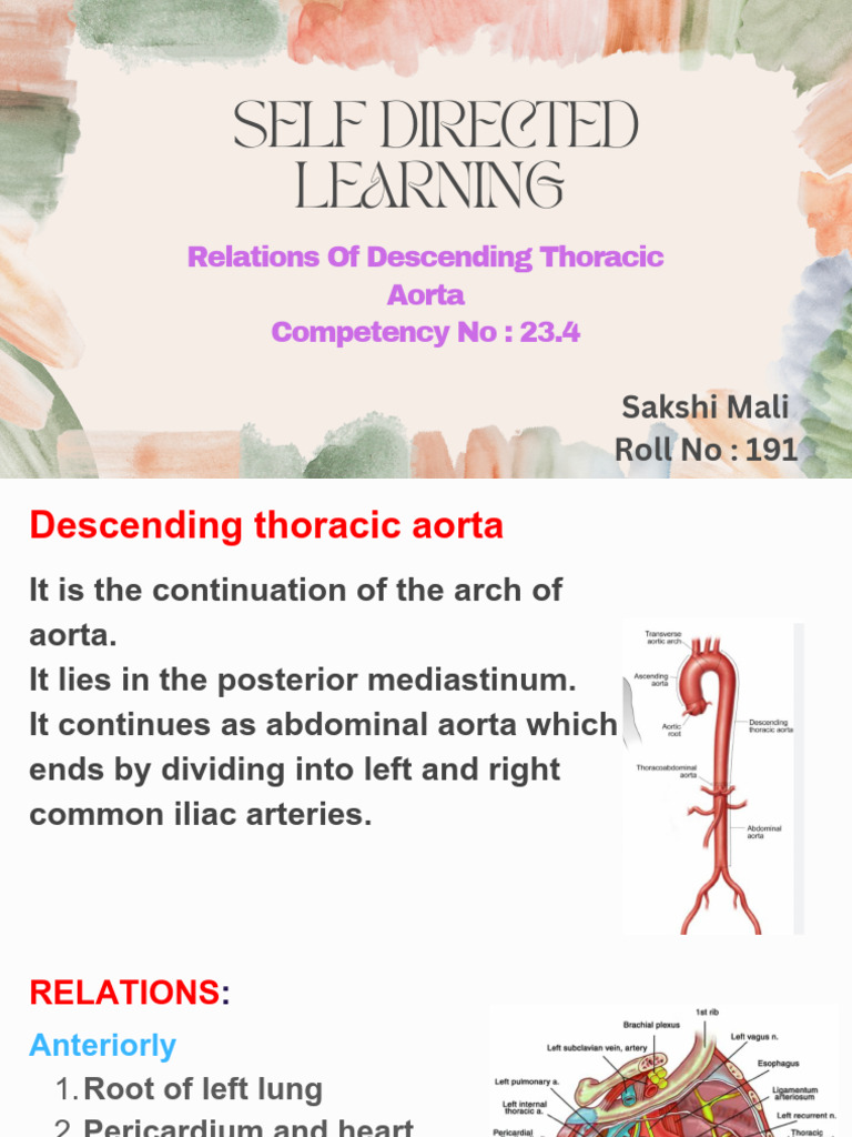 Anatomy of Thoracic Aorta | PDF