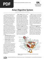 Bird Digestive System | PDF | Digestion | Gastrointestinal Tract