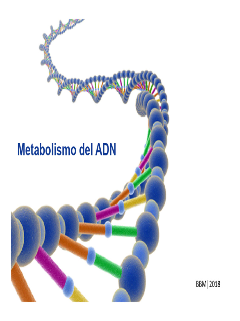 Seminario metabolismo ADN 2019 (1) | PDF | Adn | Mutación