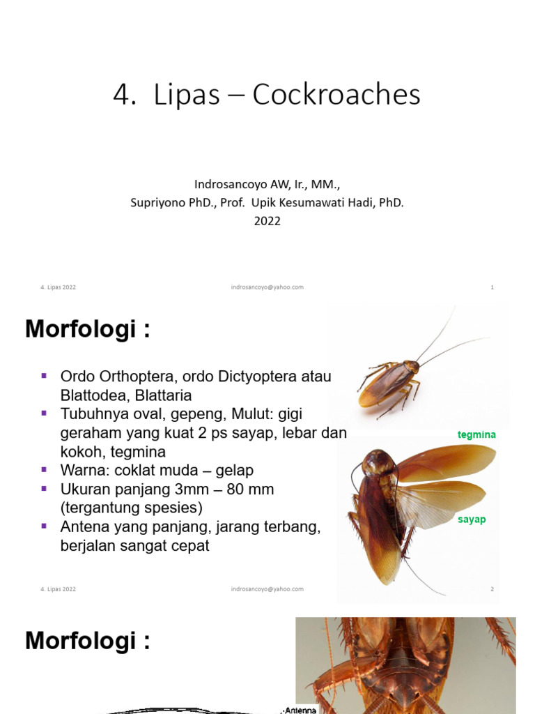 Morfologi dan Kebiasaan Lipas | PDF