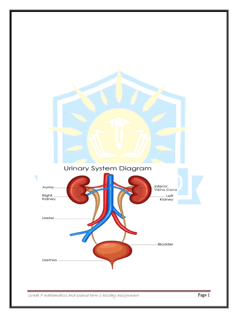 Grade 7 Math & Science Holiday Tasks | PDF | Urinary System | Mathematics