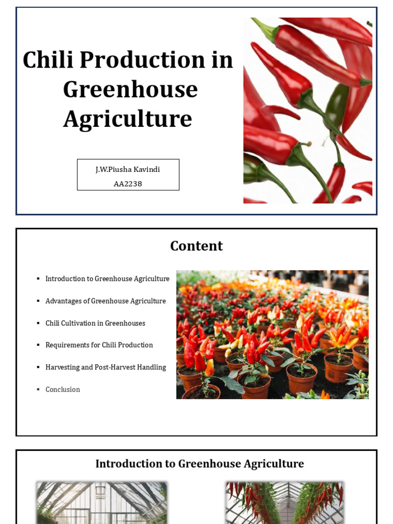 Greenhouse Chili Production Guide | PDF | Greenhouse | Agriculture