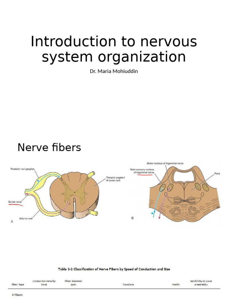 Introduction To Nervous System Organization | PDF