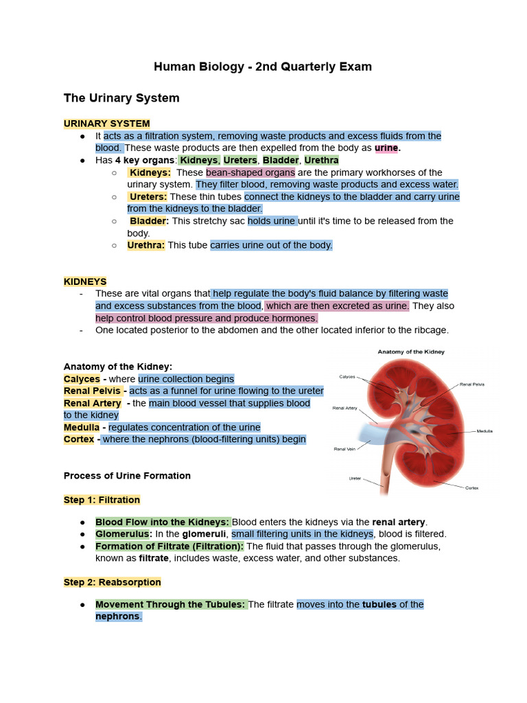G12 HumanBio 2ndQuarterlyExam | PDF | Respiratory Tract | Lymphatic System