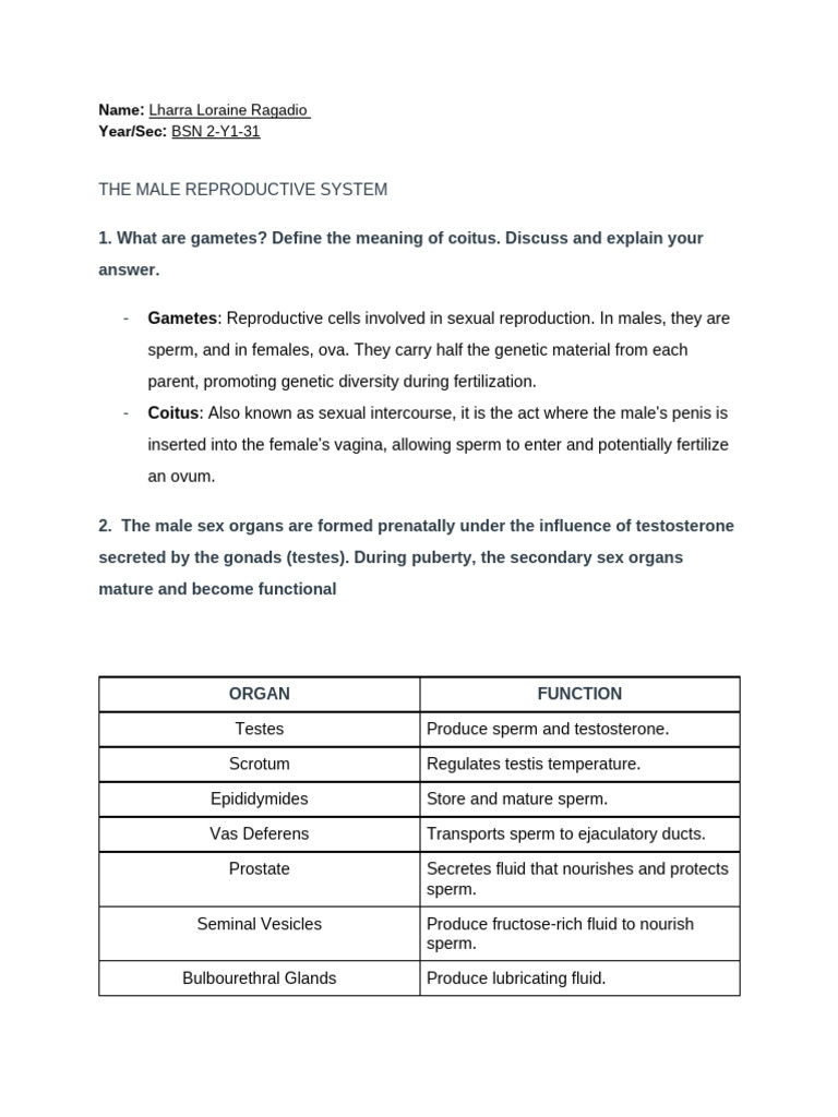 Course Task: MALE REPRODUCTIVE SYSTEM | PDF | Reproductive System ...