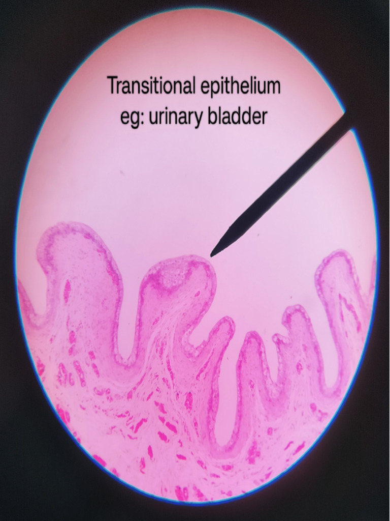 Epithelial Tissue Slides | PDF
