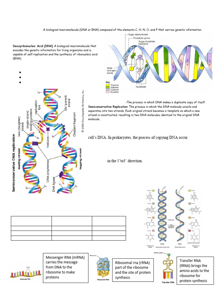 Molecular Genetics Summary | PDF | Rna | Dna