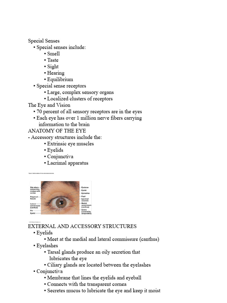 Anatomy and Physiology of Senses | PDF | Ear | Taste