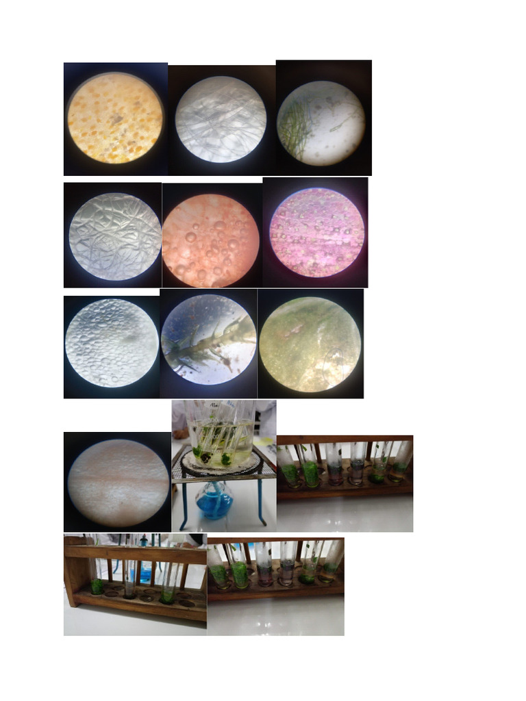 Botani Modul Dokumentasi | PDF