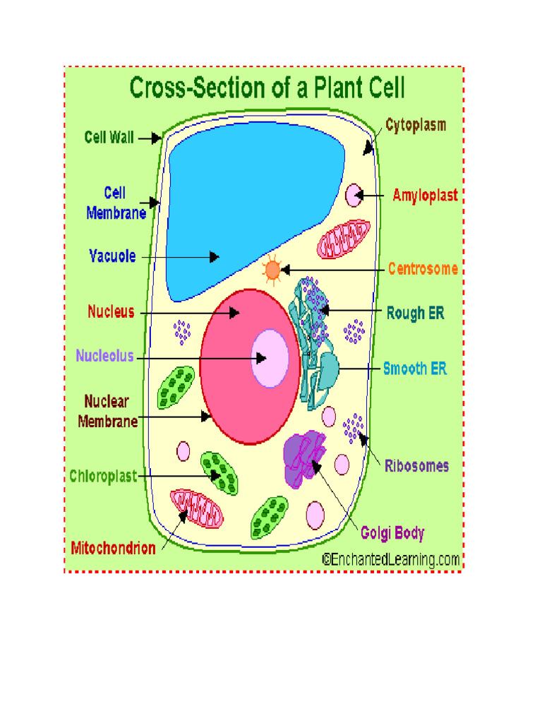 Glossary of Plant Cell Anatomy Terms | PDF | Endoplasmic Reticulum ...