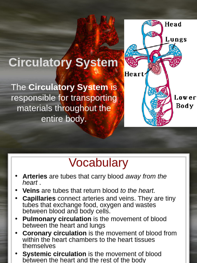 Circulatory System PP | PDF | Artery | Atrium (Heart)