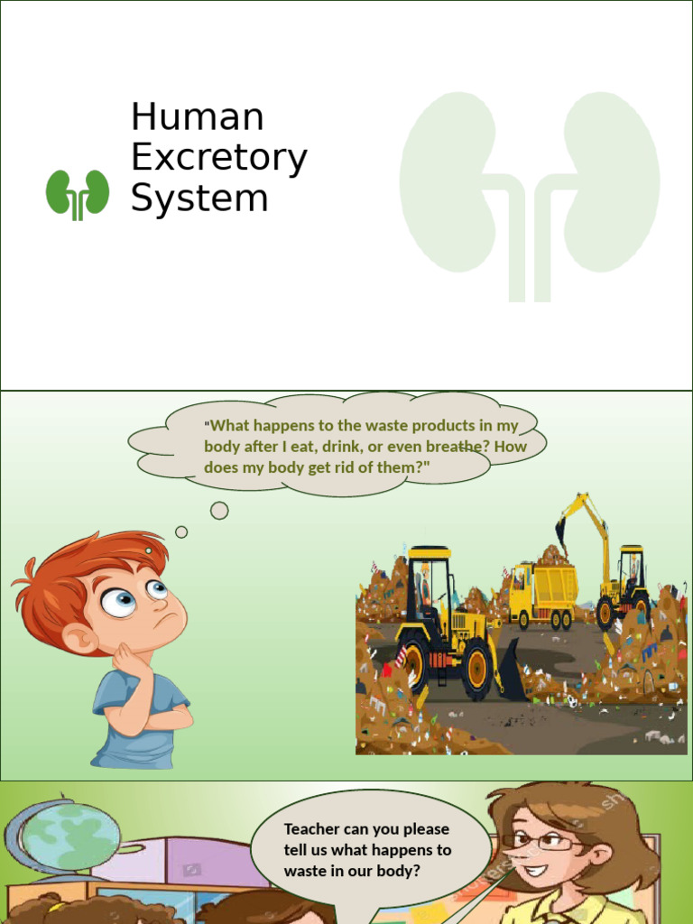 Overview of the Excretory System | PDF