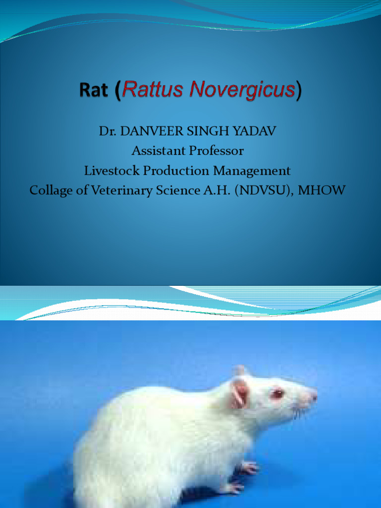 Rat | PDF | Laboratory Rat