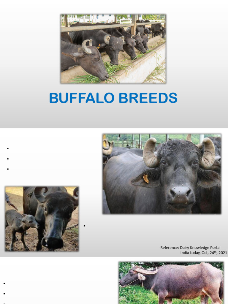 BUFFALO & CATTLE BREEDS | PDF | Cattle | Dairy Cattle