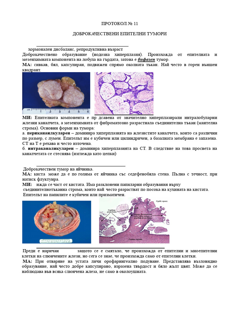 D Protokol 11 | PDF