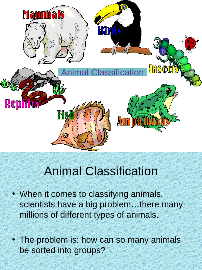 Animal Classification 2 | PDF