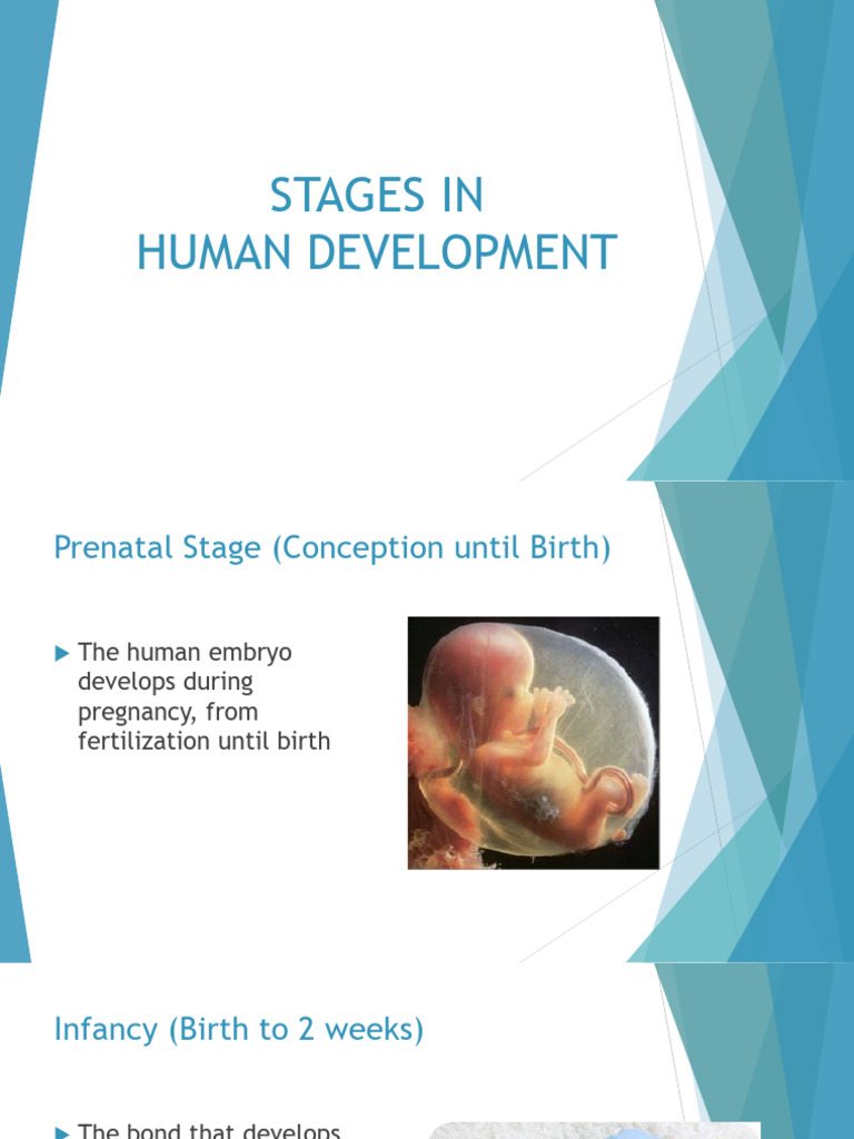 Stages of Human Development | PDF