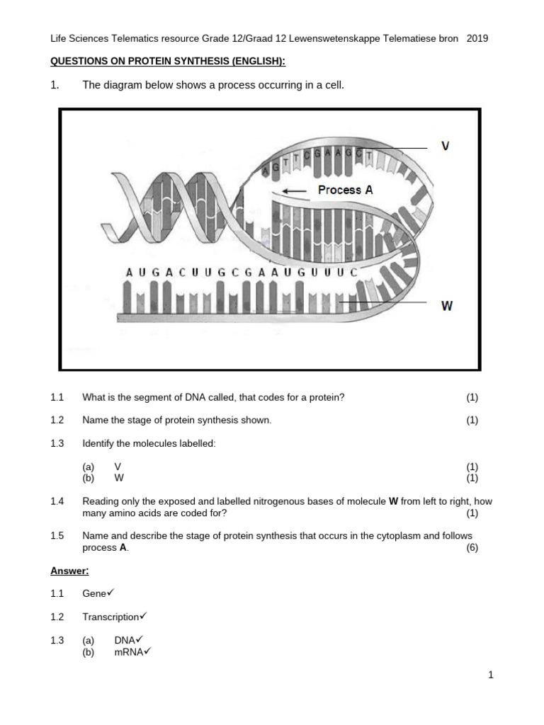 Questions On Protein Synthesis | PDF