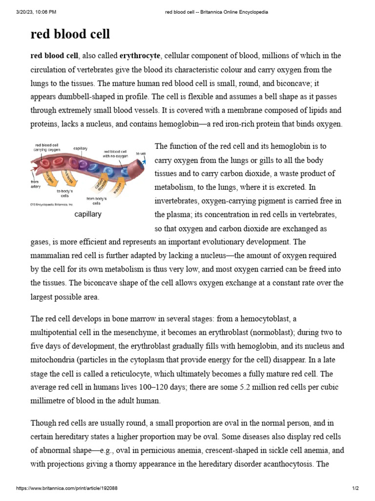 rbc | PDF | Red Blood Cell | Anatomy