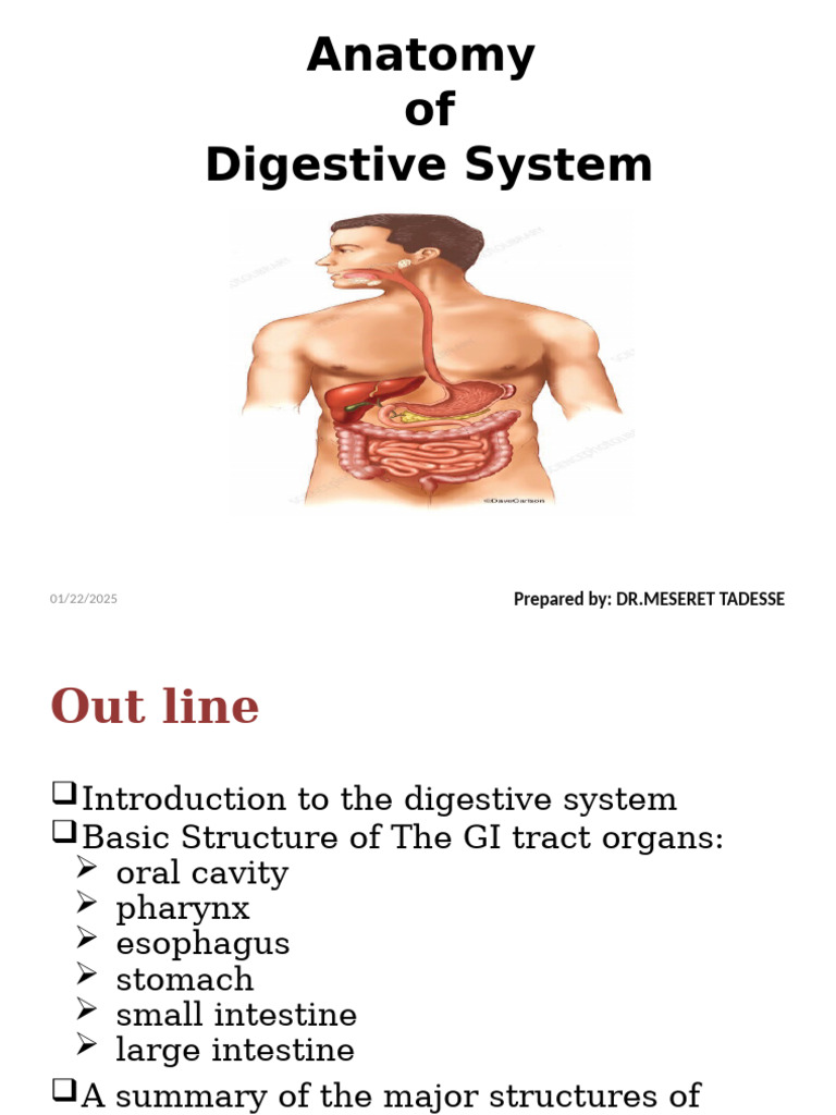 5.digestive system | PDF | Human Digestive System | Stomach