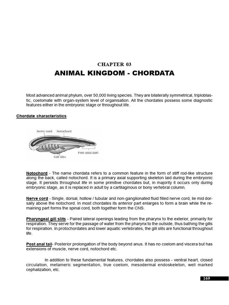 Animal Kingdom Phylum - Chordata (Lecture Note) | PDF | Amphibian | Fish