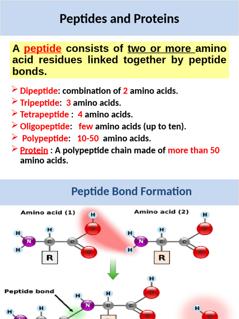 Lecture 2 Protein Last | PDF | Protein Structure | Amino Acid