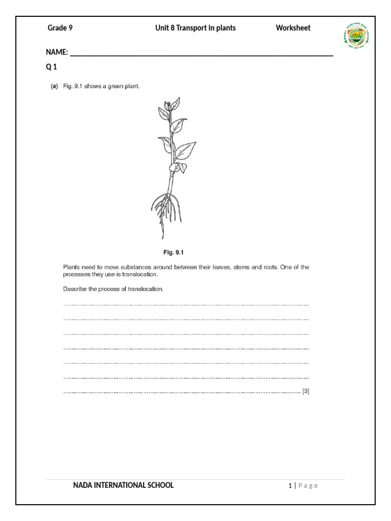 Grade 9 Plant Transport Worksheet | PDF