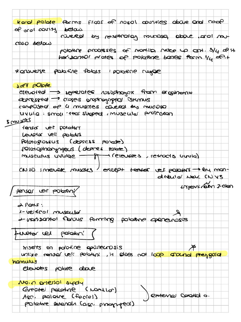 Hard and Soft Palate | PDF
