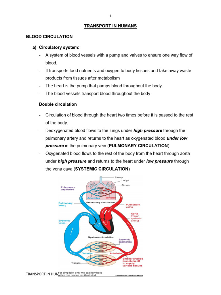 Transport in Humans 020113 | PDF | Heart Valve | Heart