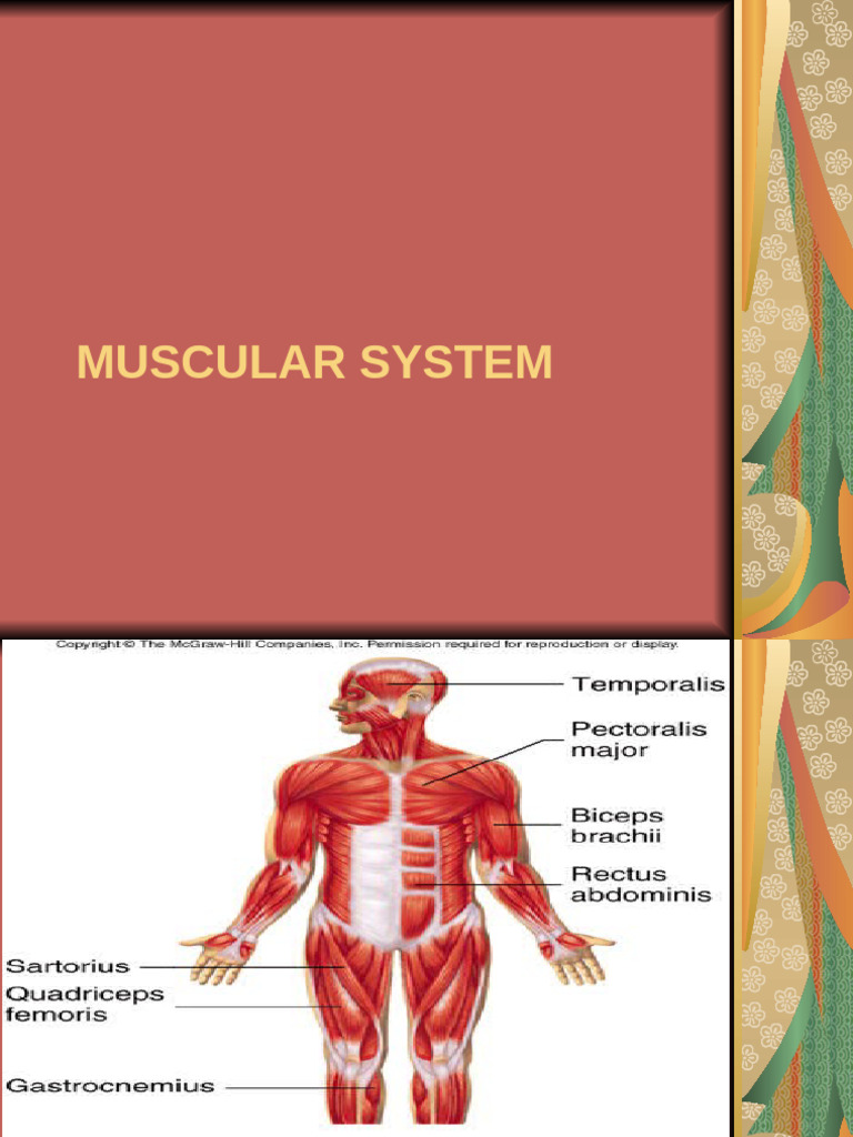 Gen Bio 2 Lec PPT - Muscular System | PDF | Chemical Synapse | Muscle ...