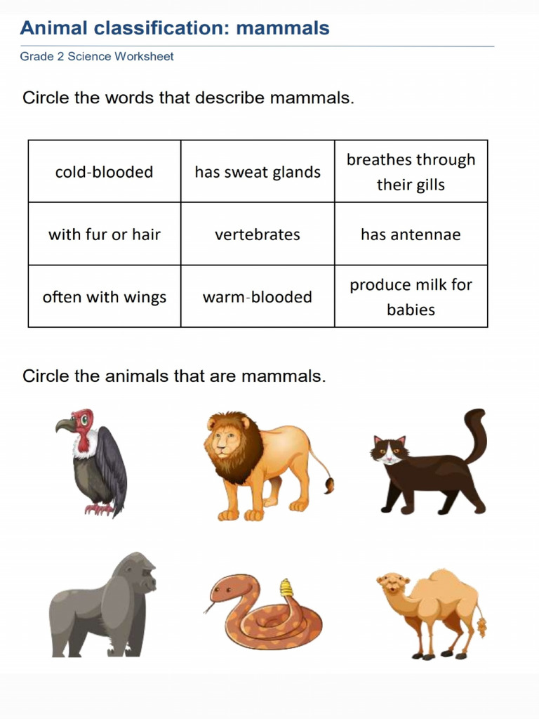 Animal Classification | PDF