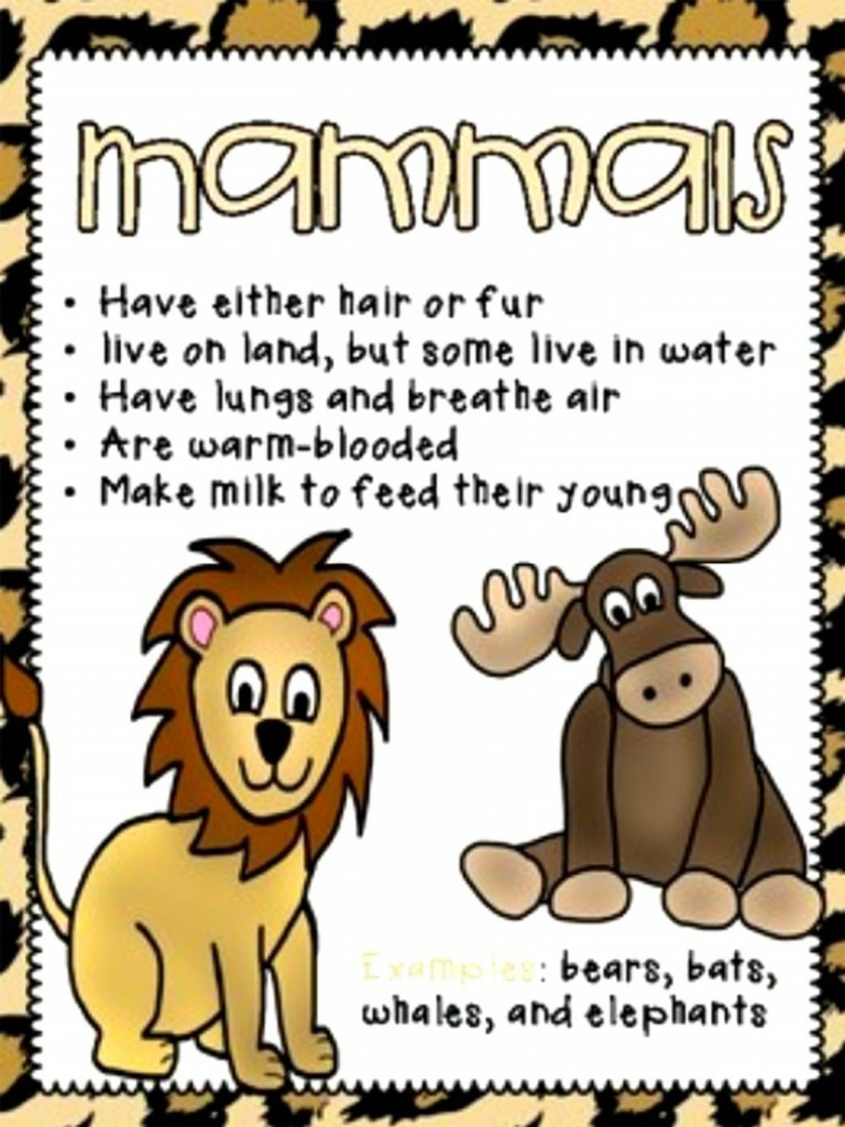 Animal Classification Note | PDF