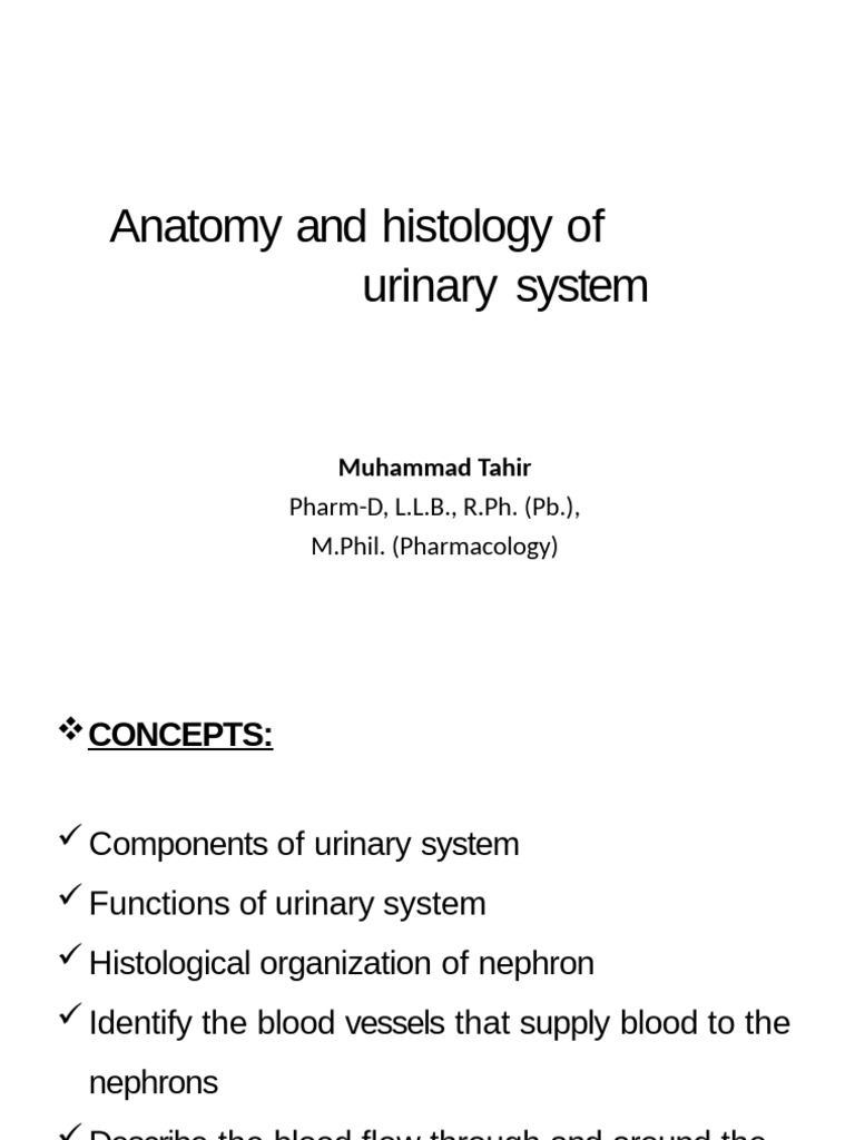 Urinary System | PDF | Kidney | Urinary System